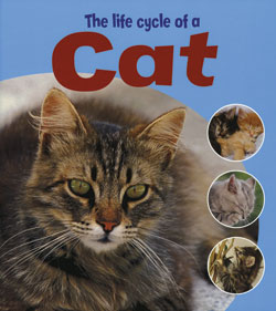 The Life Cycle of a Cat | Rosen Publishing